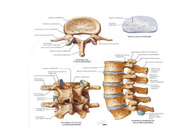 Omurga anatomi̇si̇ | PPT