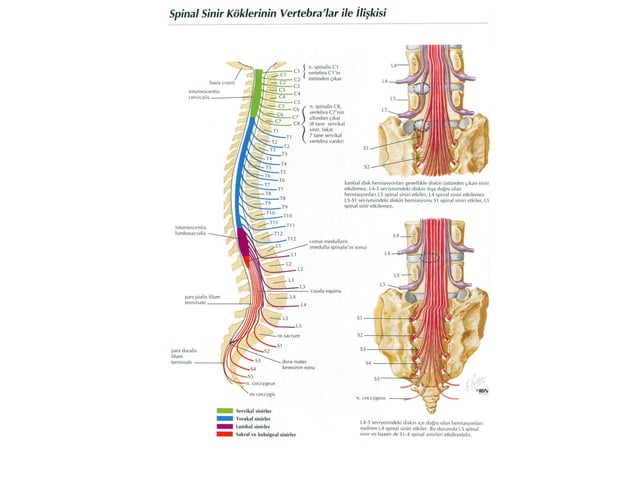 Omurga anatomi̇si̇ | PPT