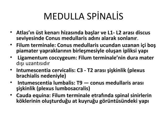 Omurga anatomi̇si̇ | PPT