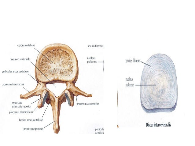 Omurga anatomi̇si̇