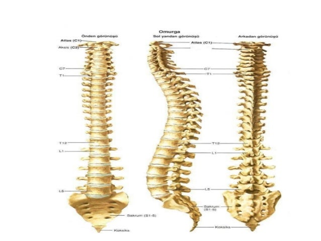 Omurga anatomi̇si̇