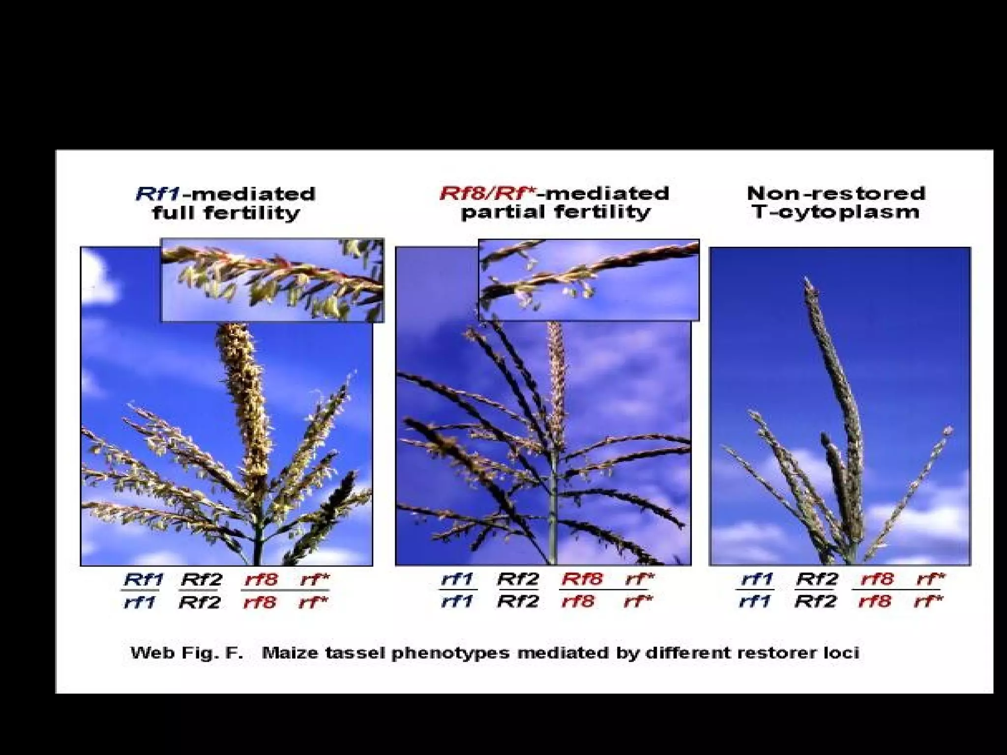 Molecular mechanism of male sterility in plant system | PPT