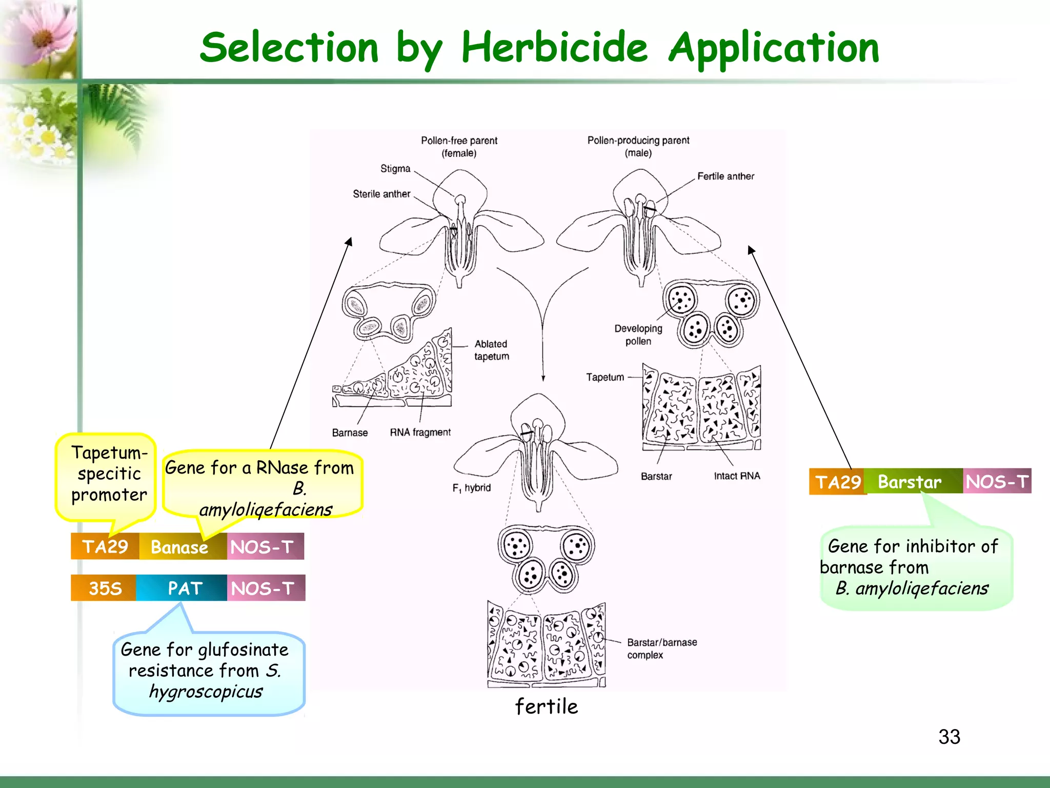 Molecular mechanism of male sterility in plant system | PPT ...