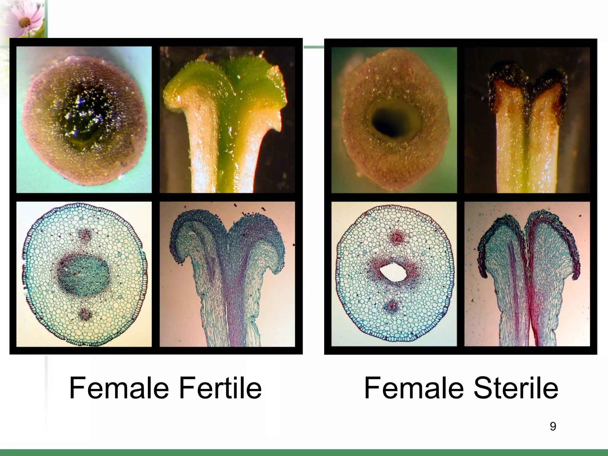 Molecular mechanism of male sterility in plant system | PPT