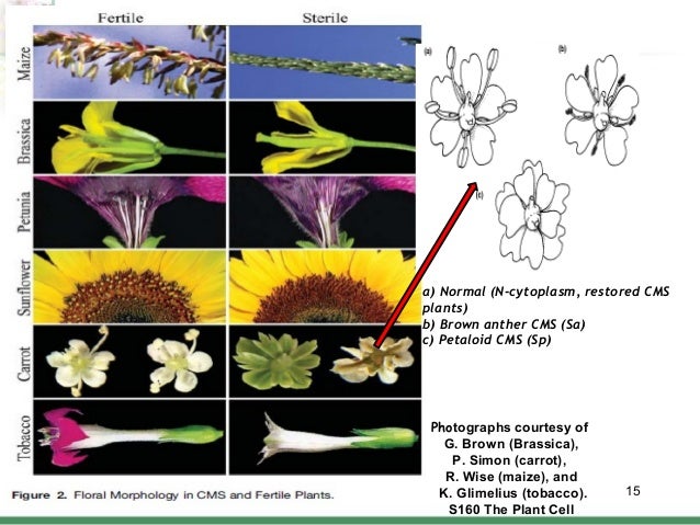 Molecular mechanism of male sterility in plant system
