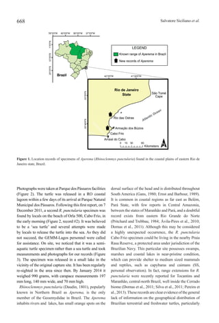 On the-intriguing-occurrence-of-rhinoclemmys-punctularia-daudin-1801-in ...