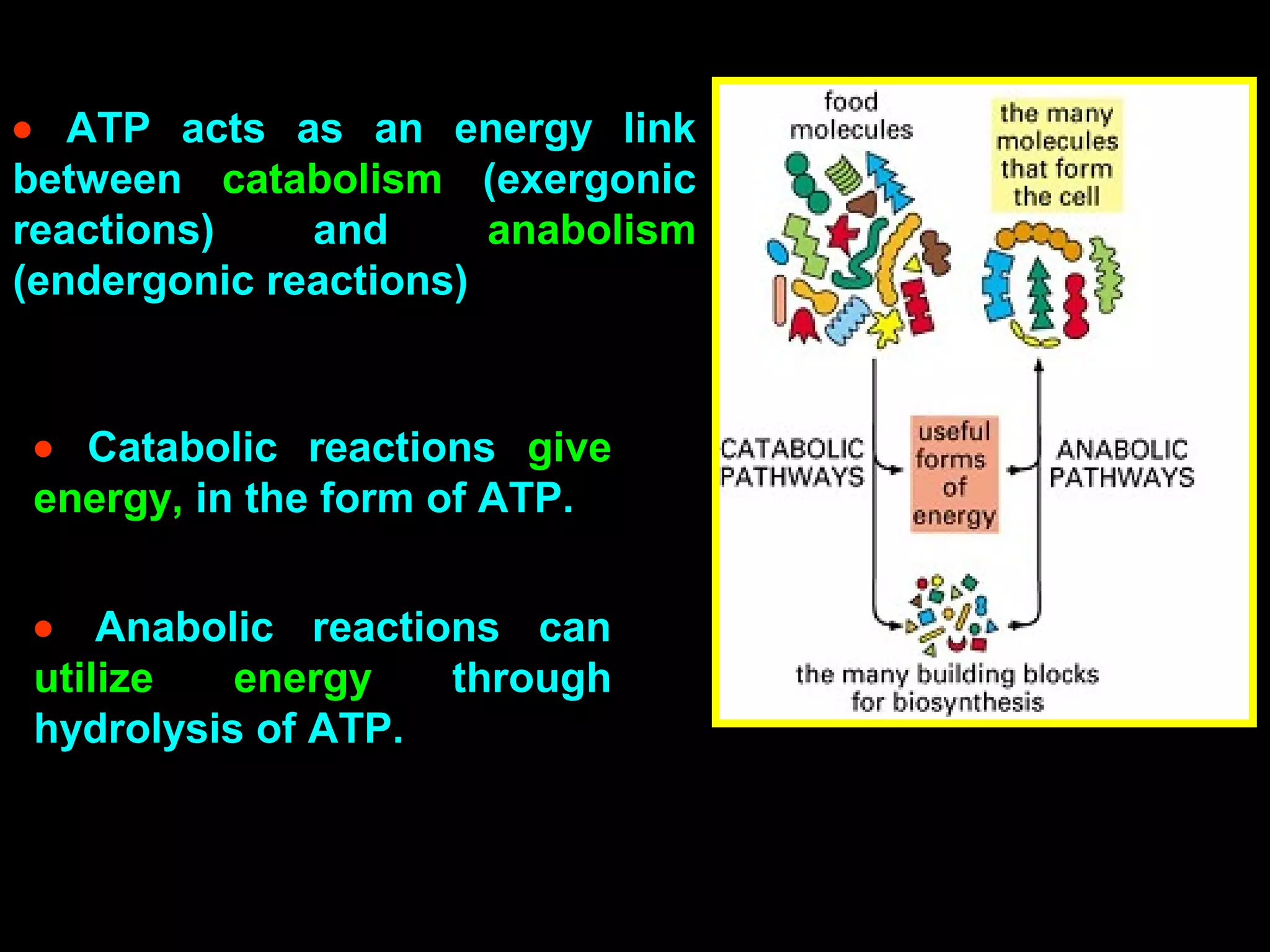 Biological oxidation | PPT
