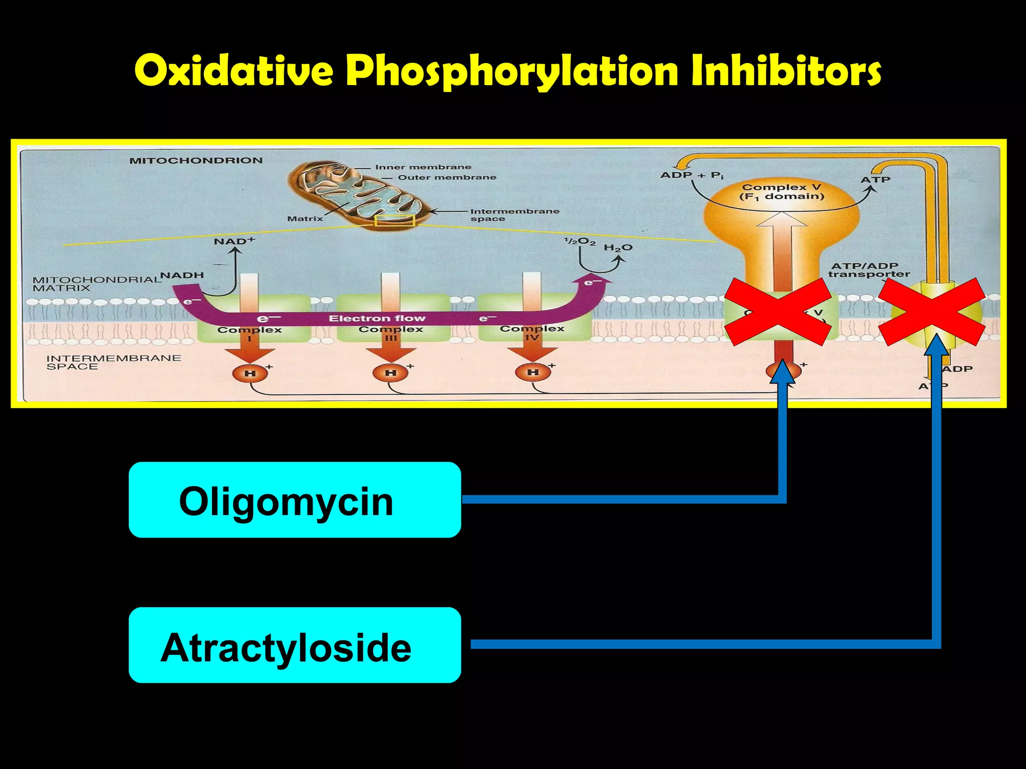 Biological oxidation | PPT