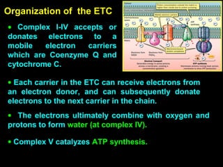 Biological oxidation | PPT