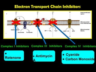 Biological oxidation | PPT