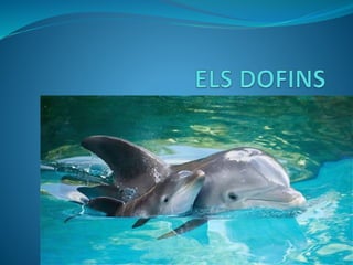 Ona. els dofins | PPT