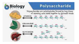 Disaccharide and Polysaccharide.....pptx