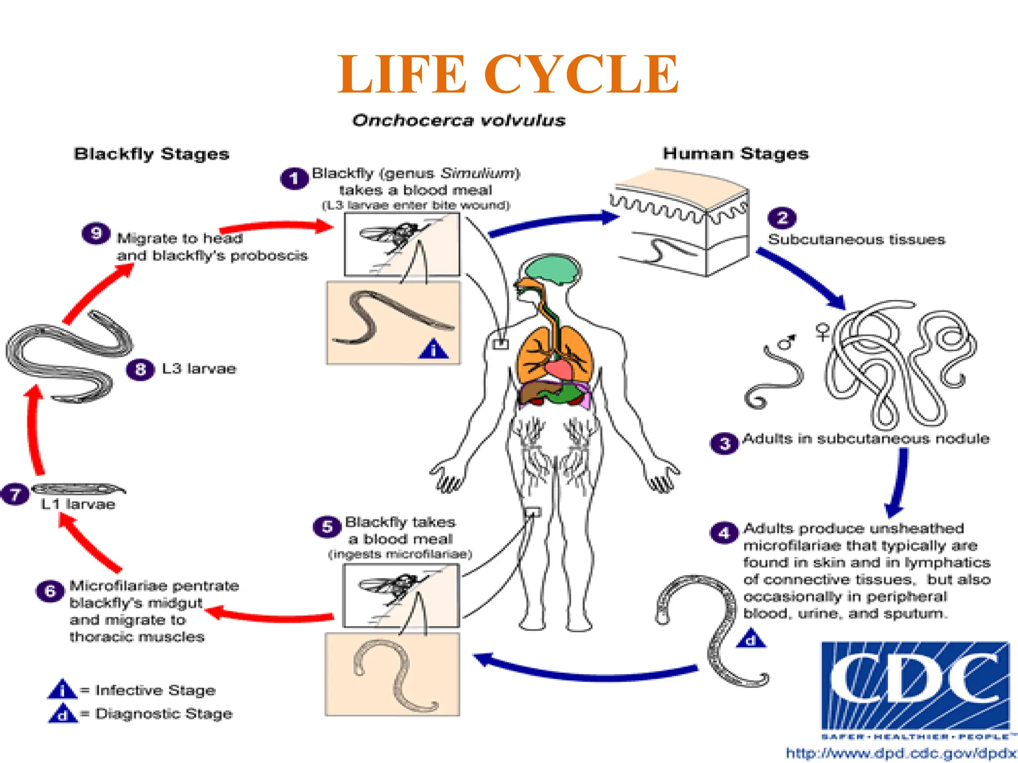 Parasitology on Onchoceca volvulus group 6.pptx