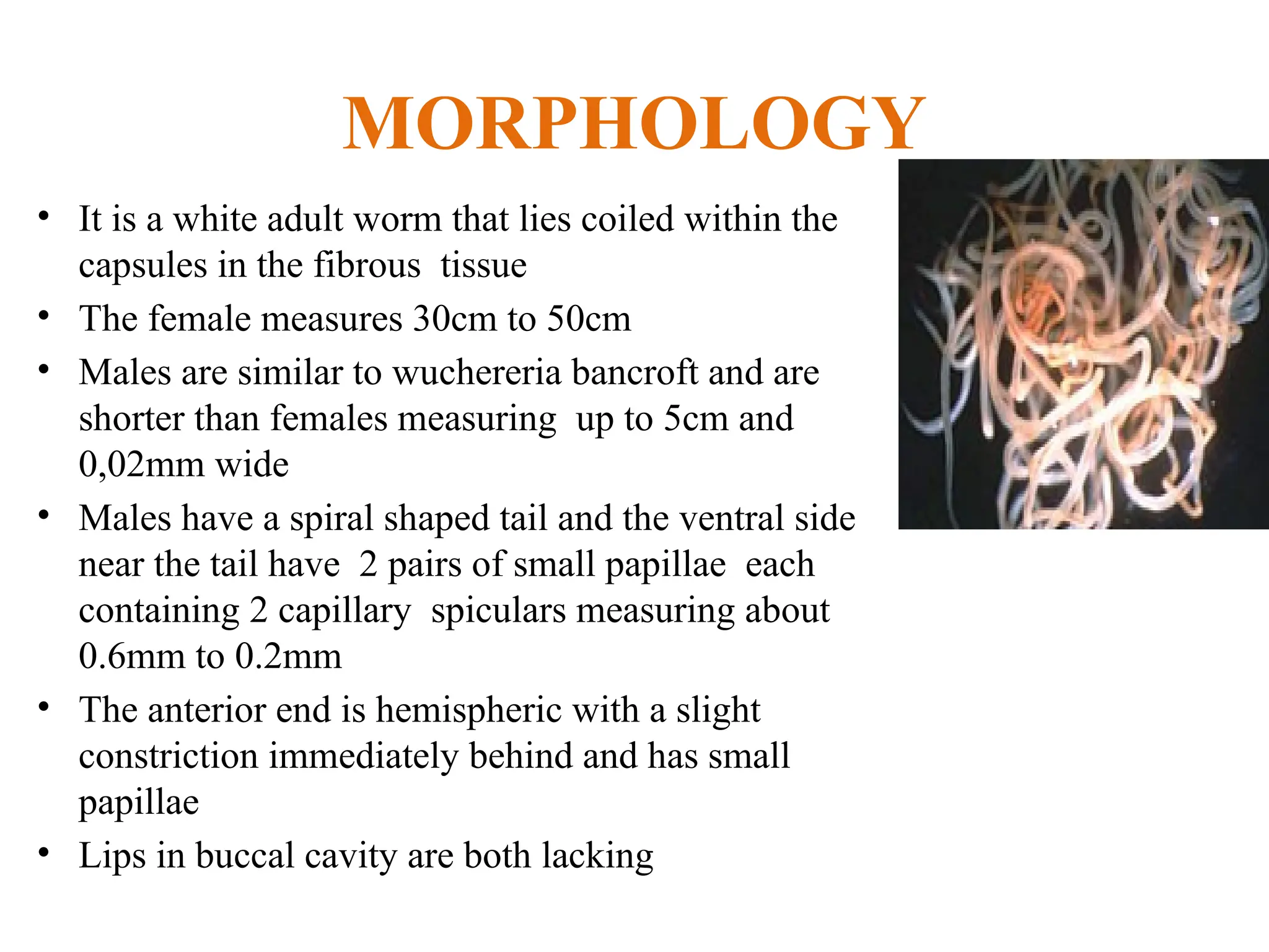 Parasitology on Onchoceca volvulus group 6.pptx