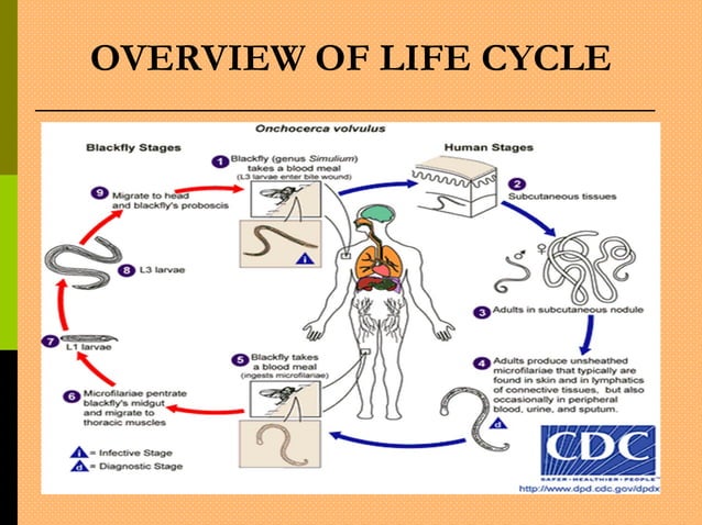 Onchocerca volvulus | PPT