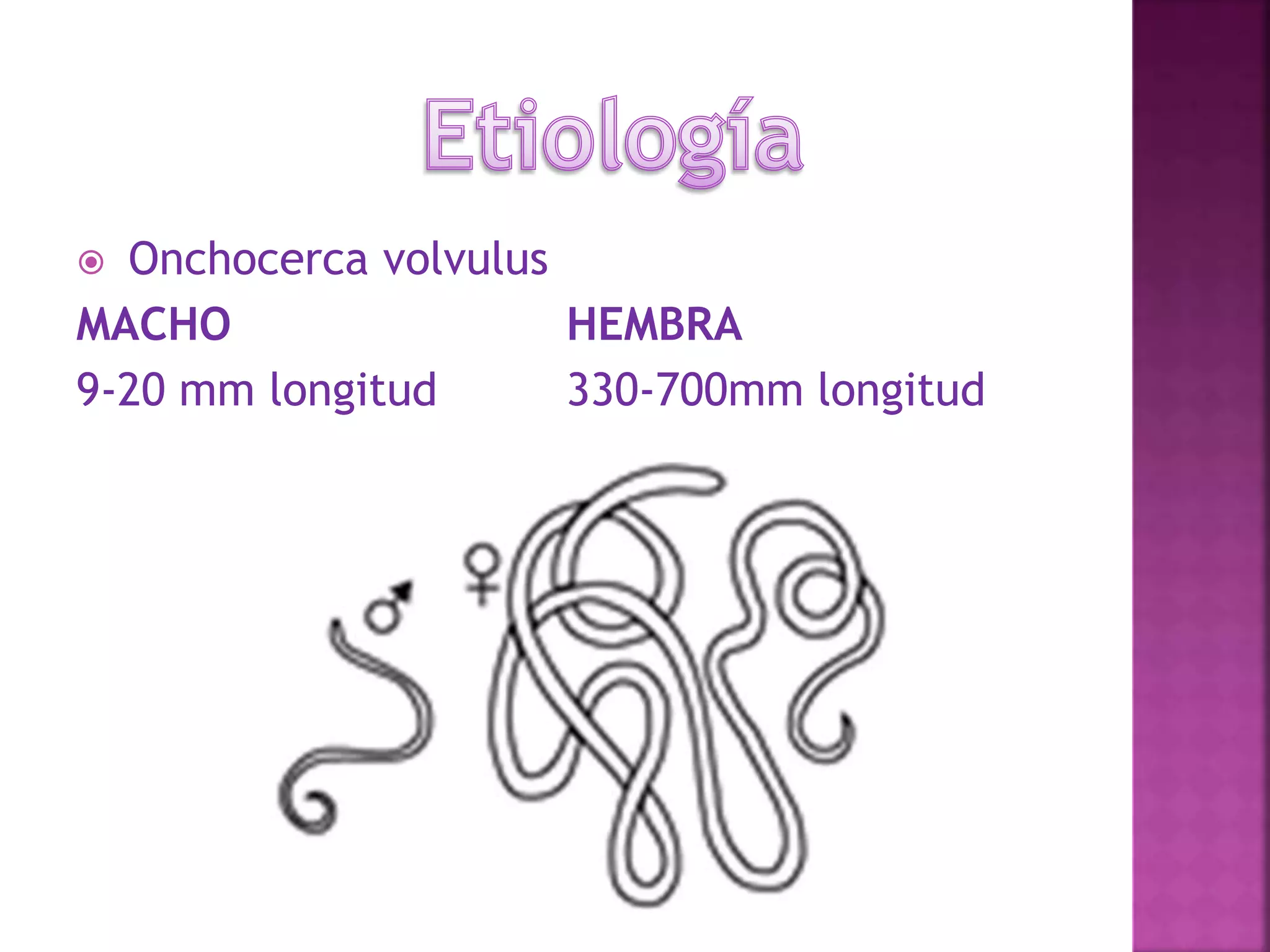Onchocerca volvulus | PPTX