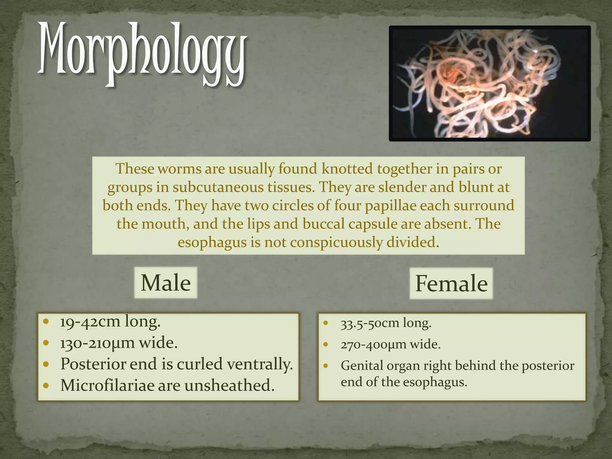 Onchocerca volvulus | PPTX