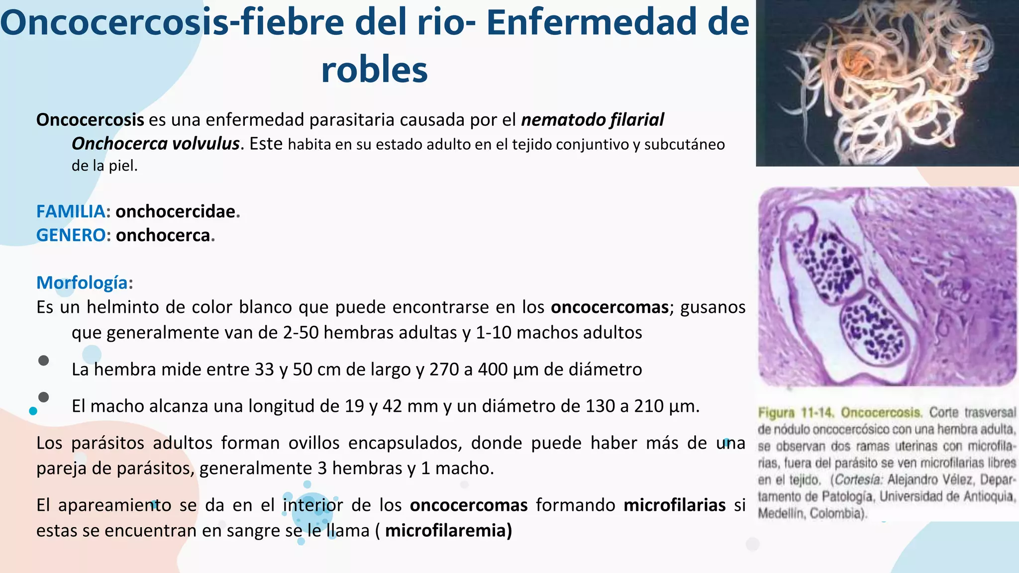 Ciclo De Vida De Onchocerca Volvulus
