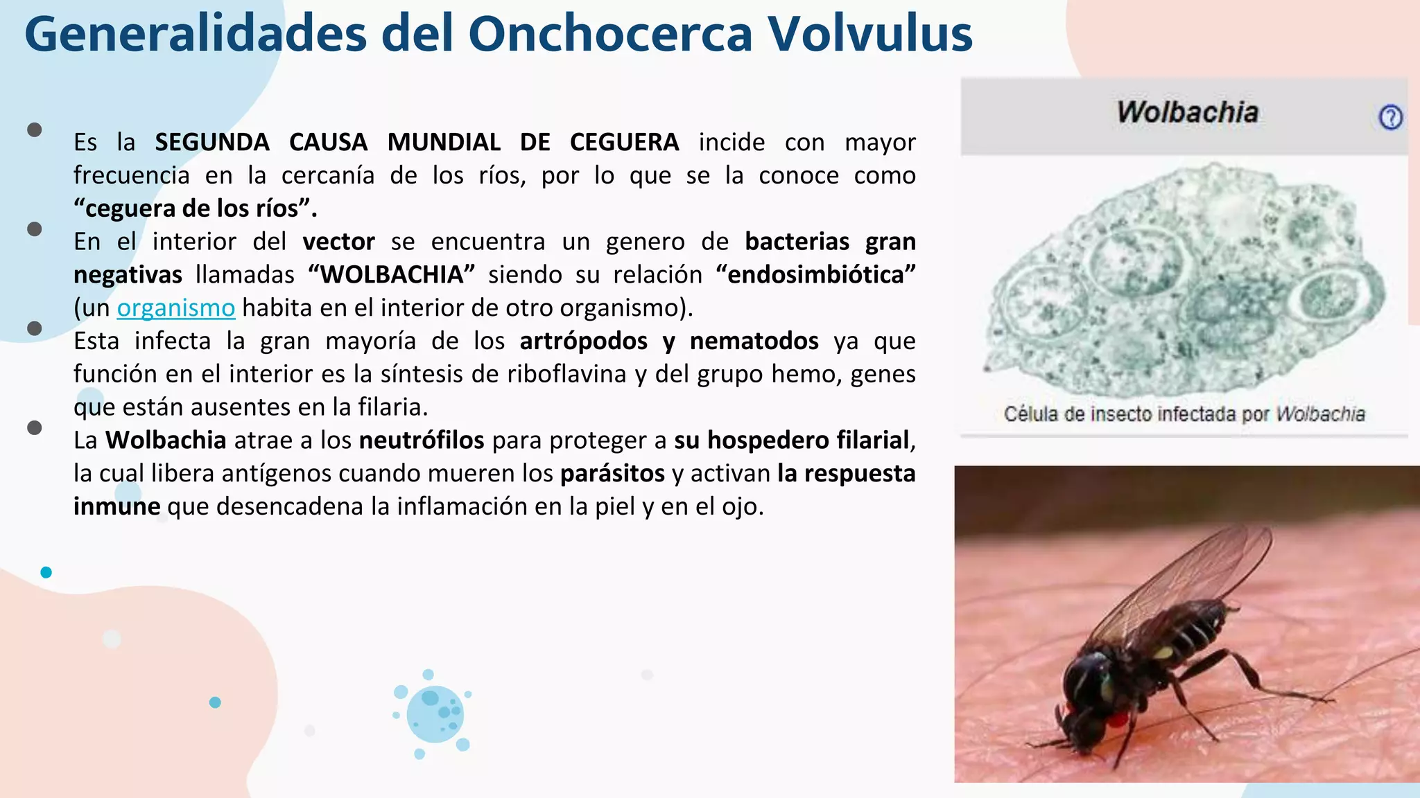 Ciclo De Vida De Onchocerca Volvulus