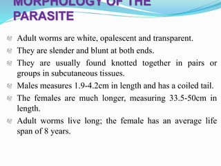 Onchocerciasis | PPTX