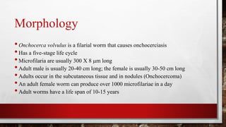 Onchocerciasis | PPTX