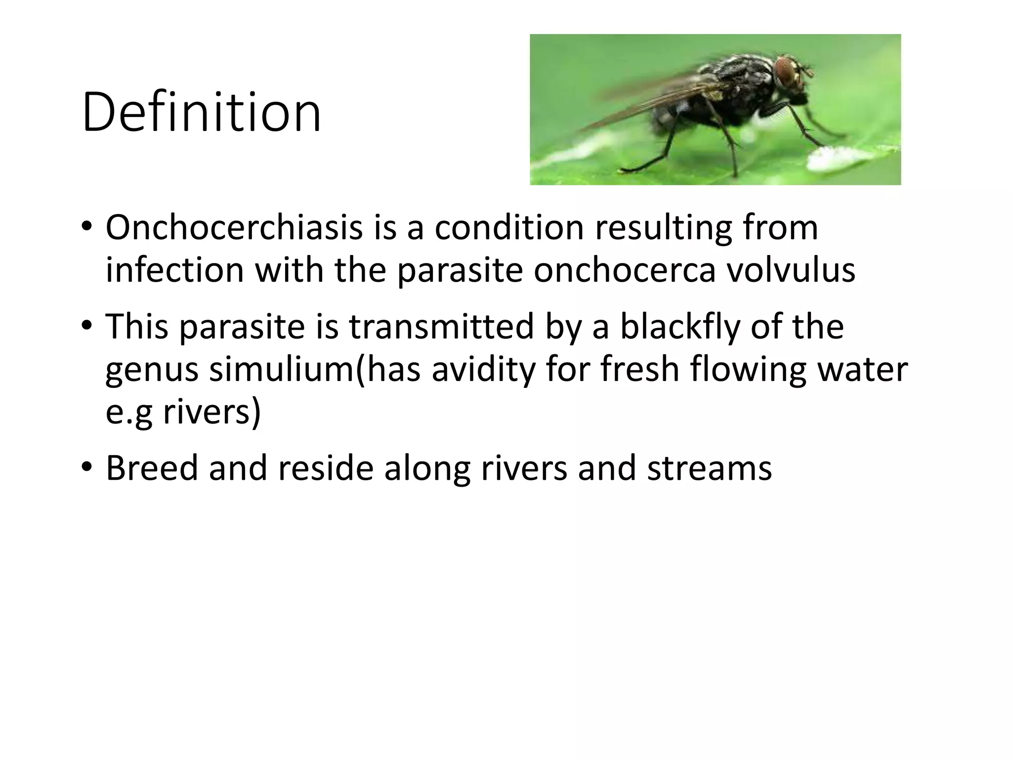 Onchocerciasis | PPTX