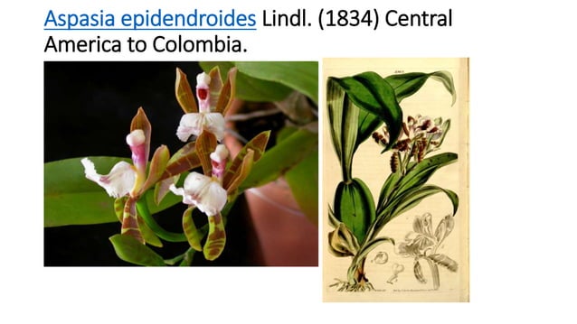 Oncidium Alliance | PPTX