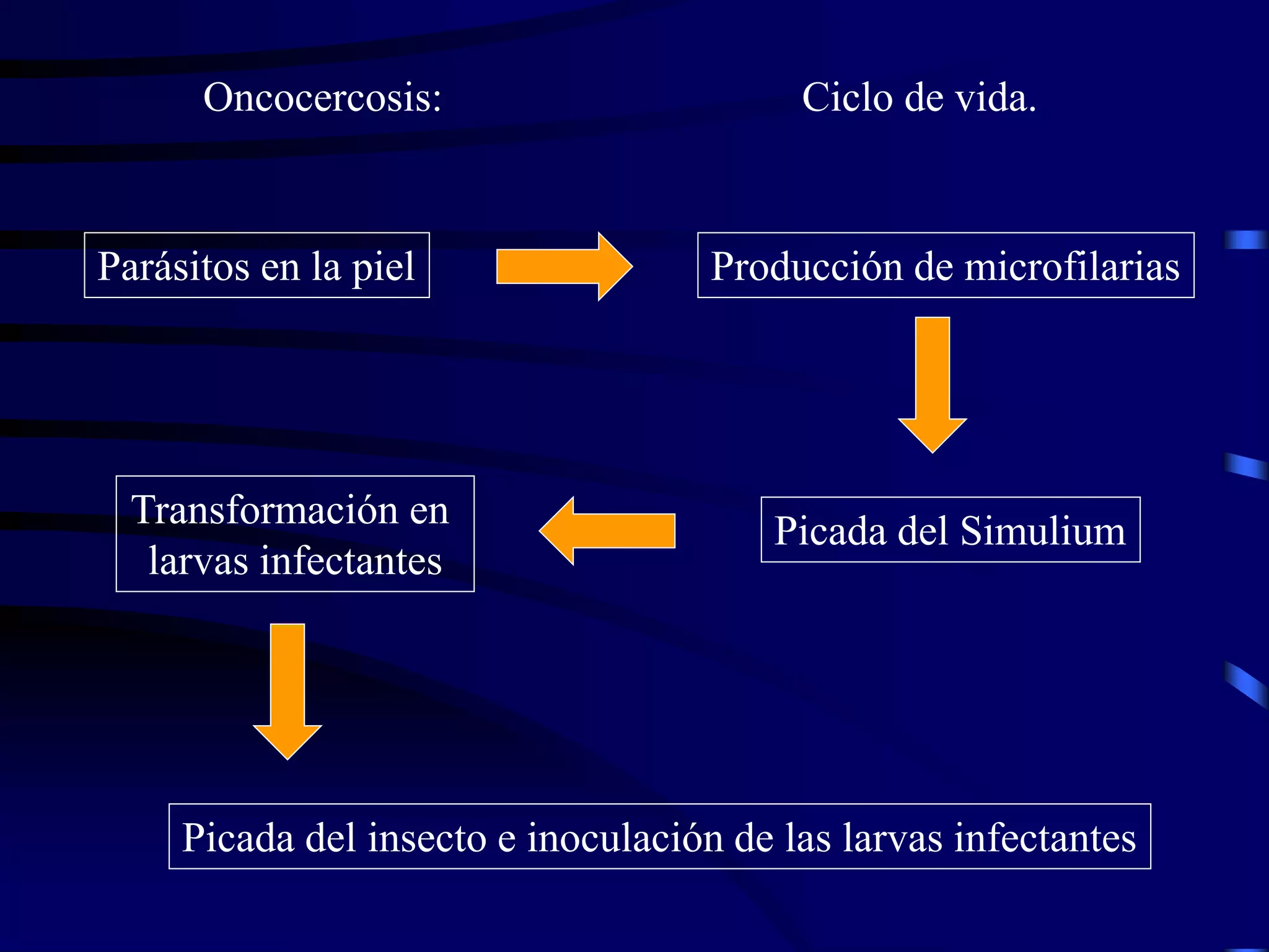 Oncocercosis abril 27.ppt