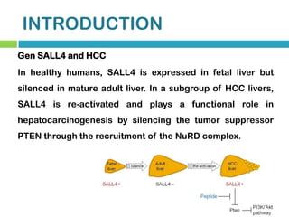 Oncofetal Gene SALL4 | PPTX