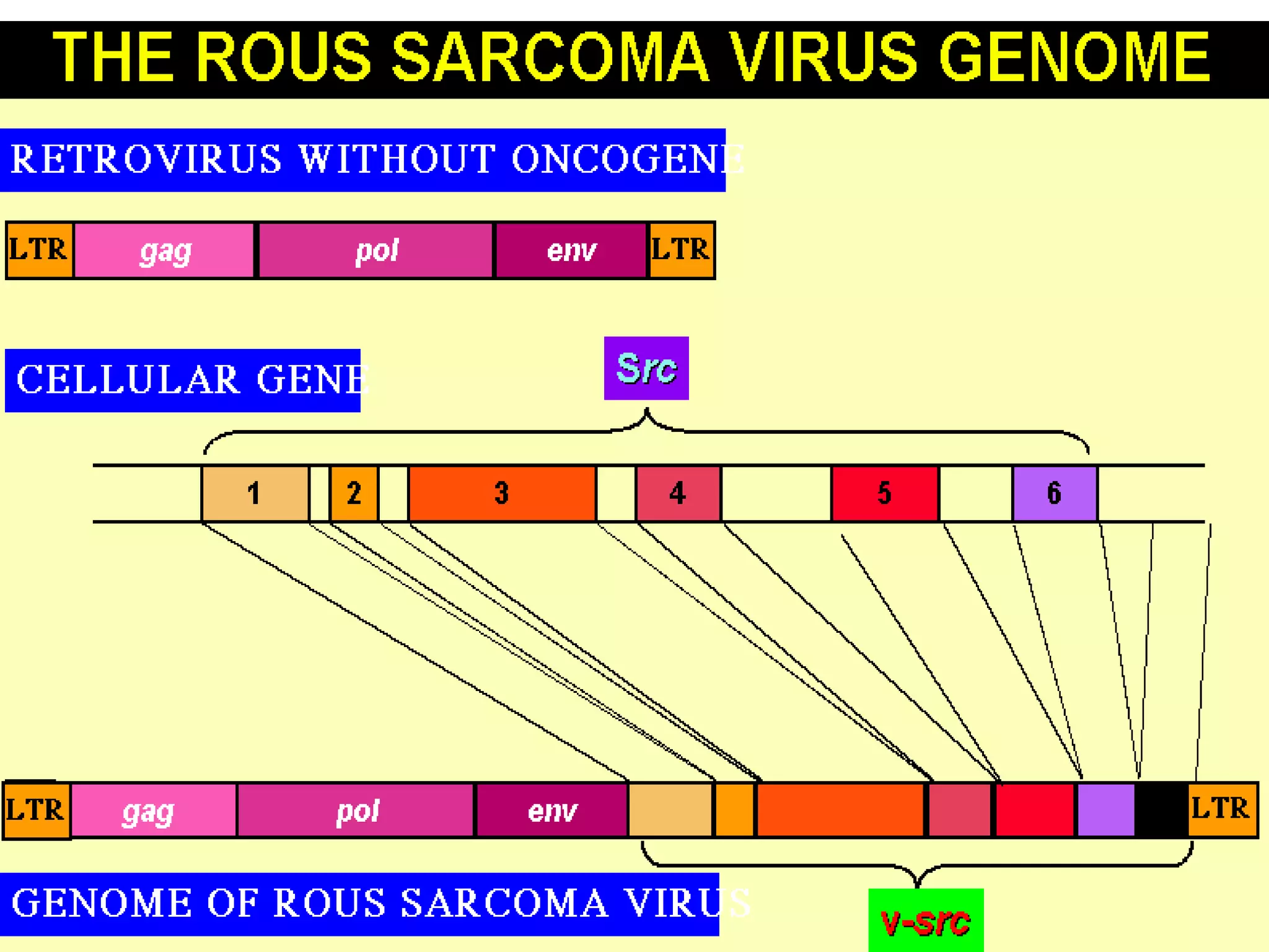 Oncogene activation | PPT