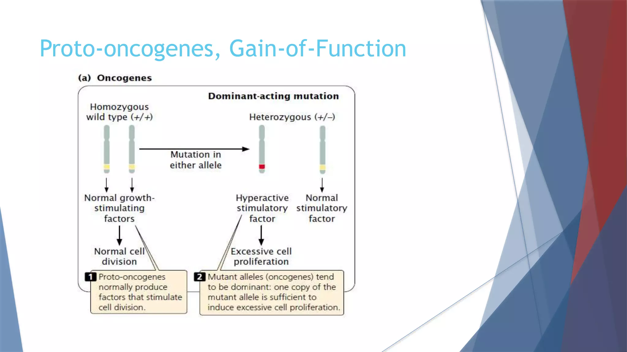 Oncogene and tumor suppressor gene | PPTX