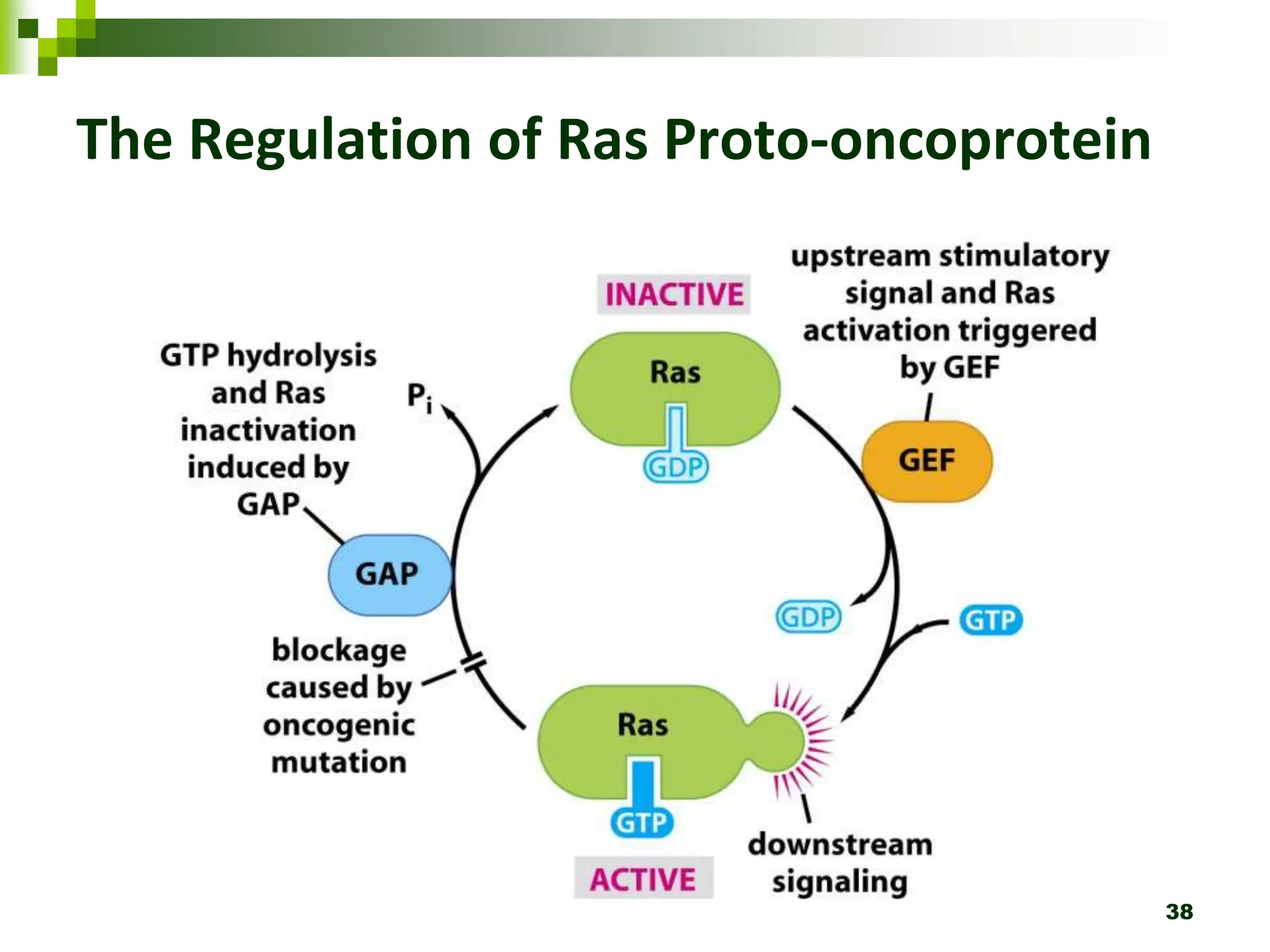 Oncogenes-basic science for students.pptx