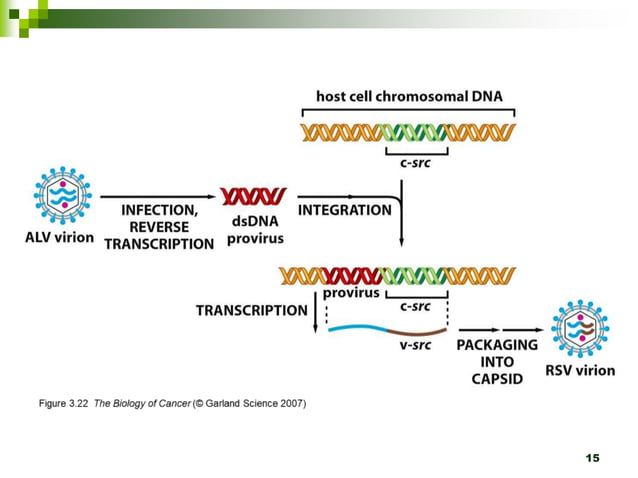 Oncogenes-basic science for students.pptx | Biological Sciences | Science