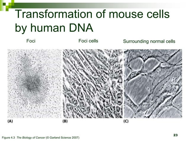 Oncogenes-basic science for students.pptx | Biological Sciences | Science