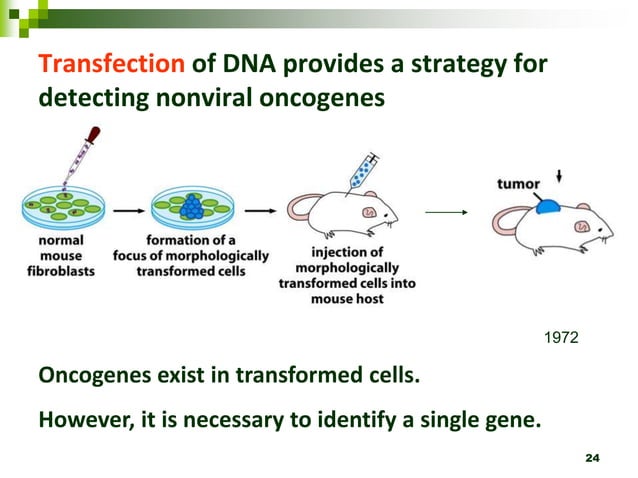 Oncogenes-basic science for students.pptx | Biological Sciences | Science