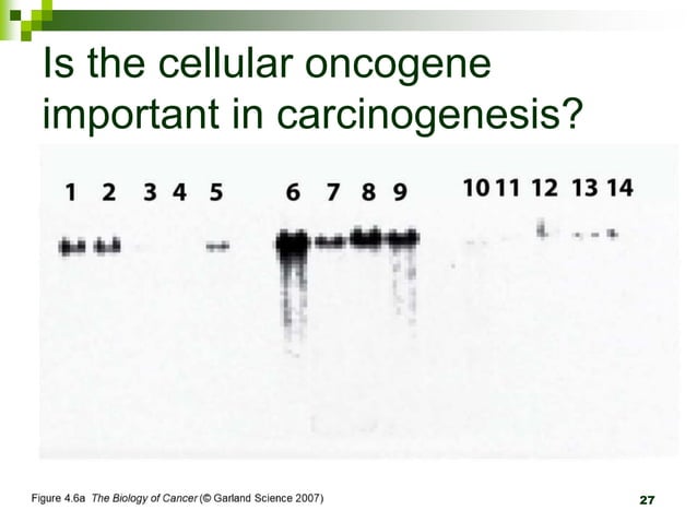 Oncogenes-basic science for students.pptx | Biological Sciences | Science