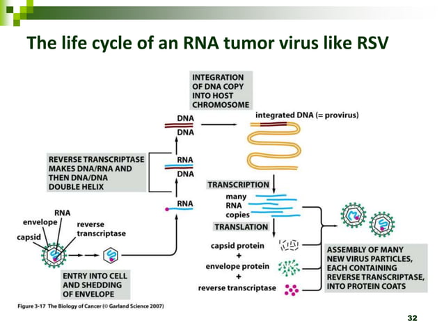Oncogenes-basic science for students.pptx | Biological Sciences | Science