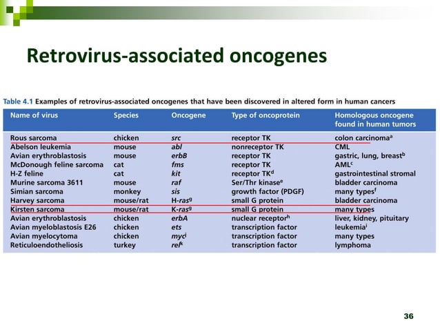 Oncogenes-basic science for students.pptx | Biological Sciences | Science