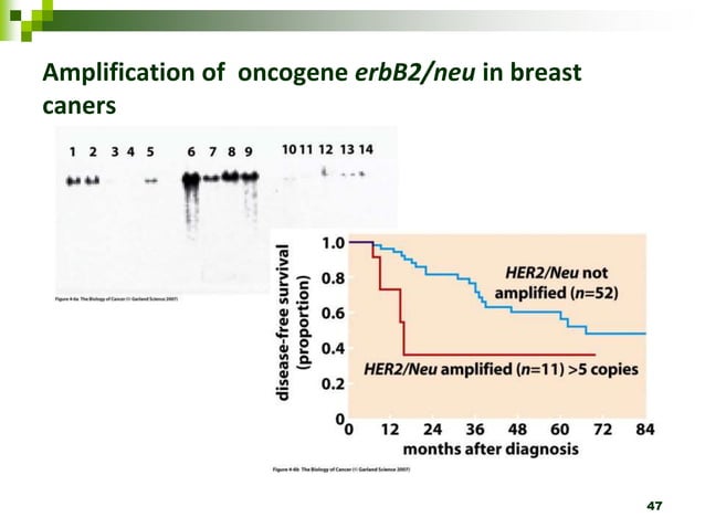 Oncogenes-basic science for students.pptx | Biological Sciences | Science