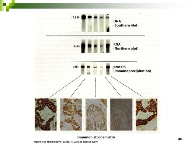 Oncogenes-basic science for students.pptx | Biological Sciences | Science