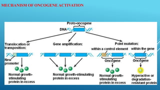 Oncogenes and proto oncogenes , cancer related topic | PPTX