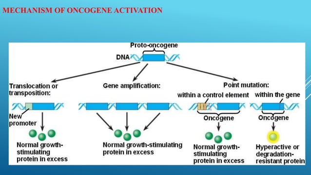 Oncogenes and proto oncogenes , cancer related topic | PPTX | Cancer ...