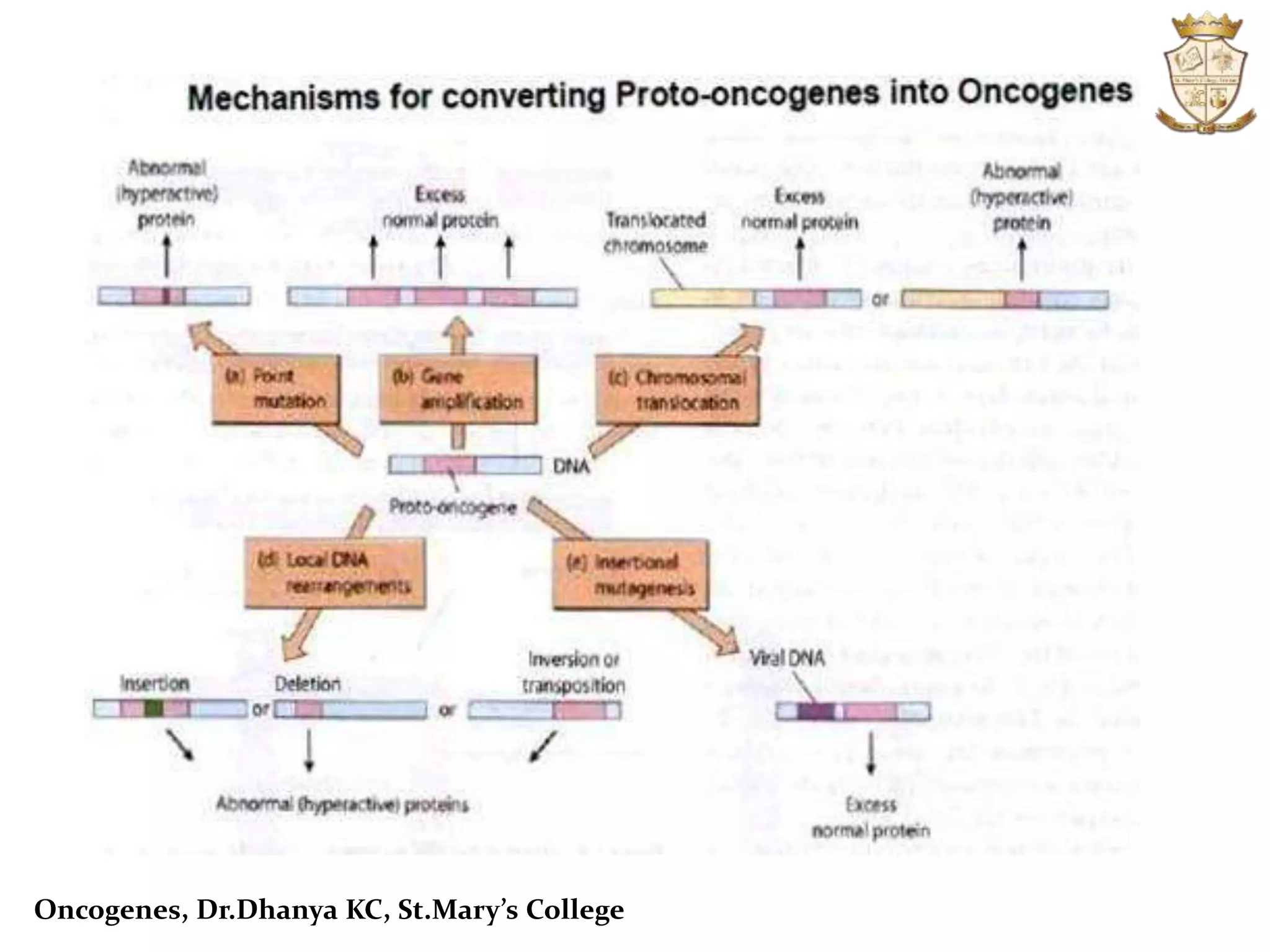 Microbiology:Oncogenes | PPTX