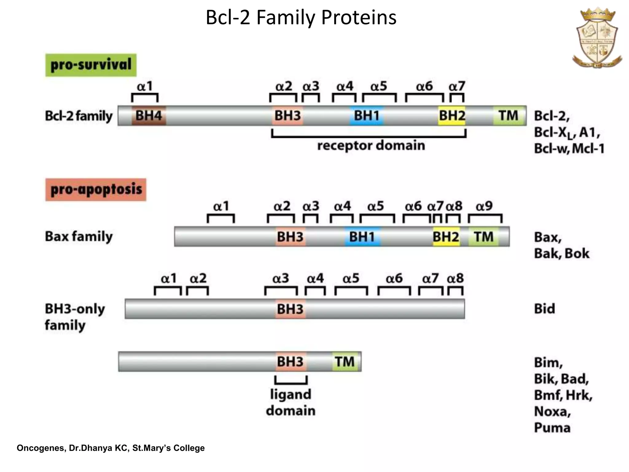 Oncogenes | PPTX