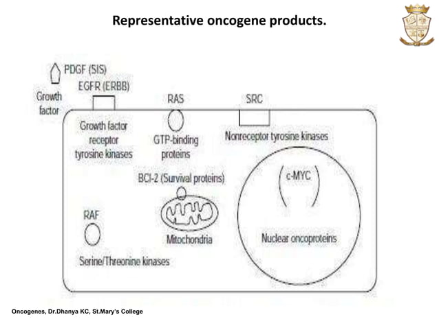 Oncogenes | PPTX