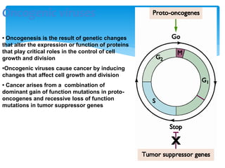 Oncogenes | PPTX