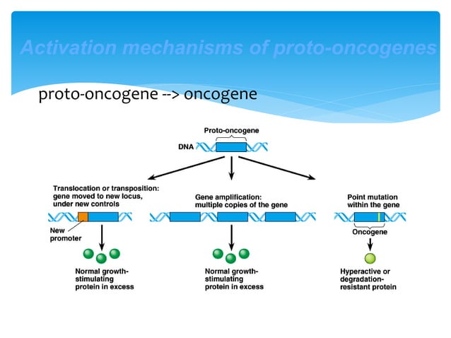 Oncogenes | PPTX | Cancer | Diseases and Conditions