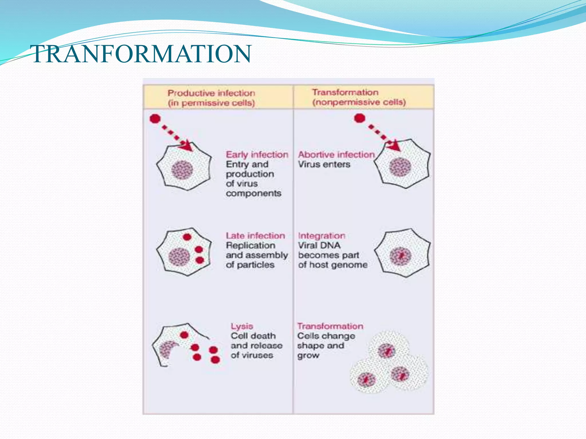 Oncogenesis | PPTX