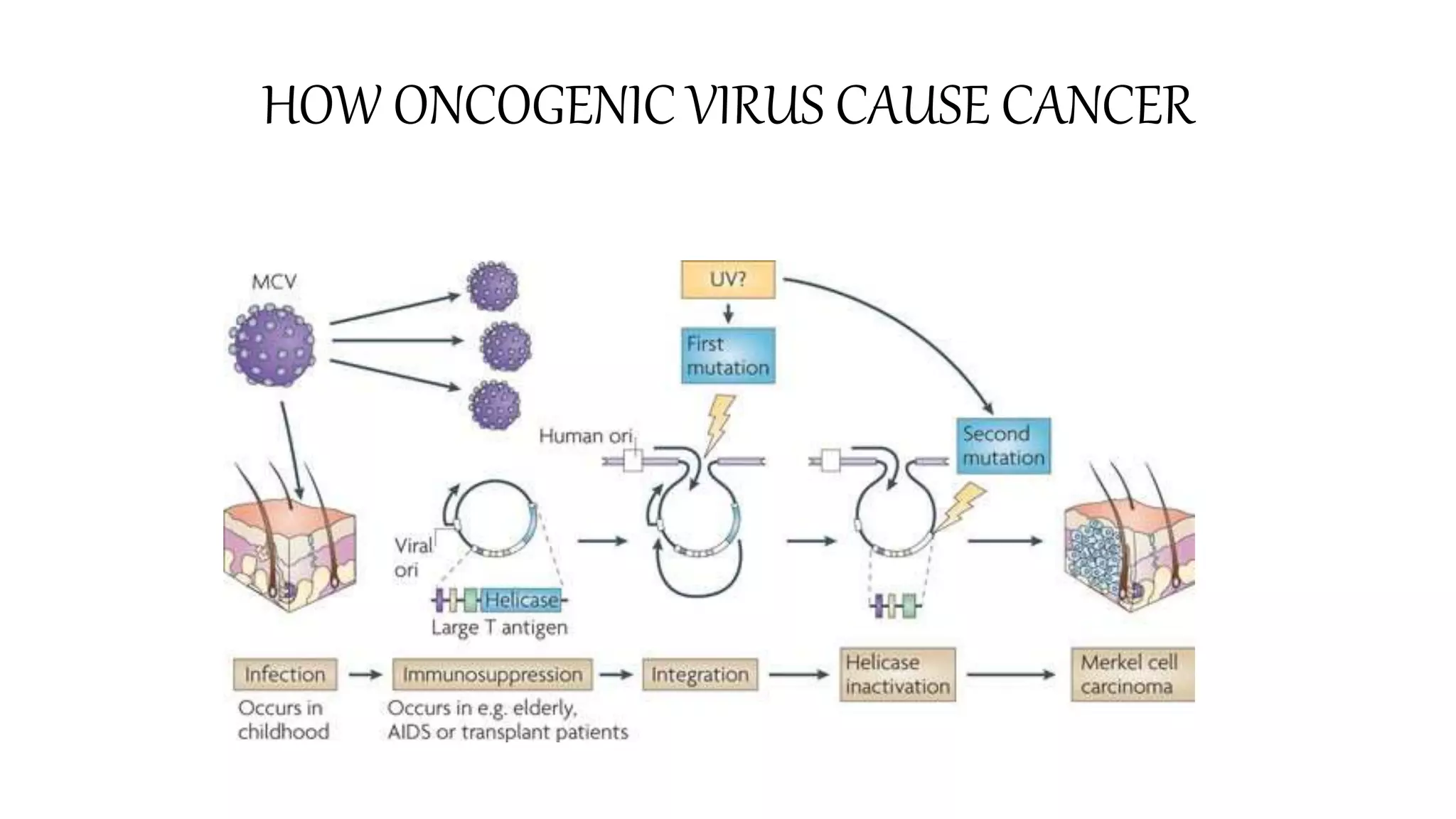 Oncogenic virus | PPTX | Cancer | Diseases and Conditions