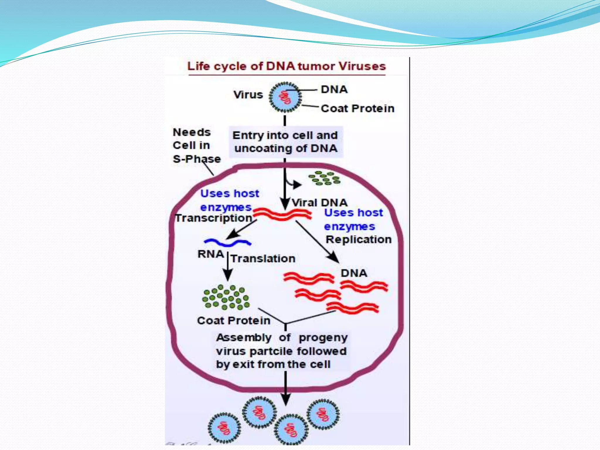 Oncogenic viruses | PPTX